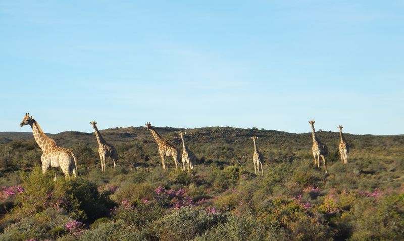 Rietfontein Game Farm - Hunting